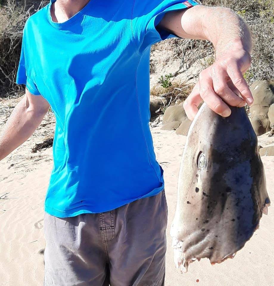 Haai eet haai: Ongewone vangs, selfs vir Witsand! | Netwerk24