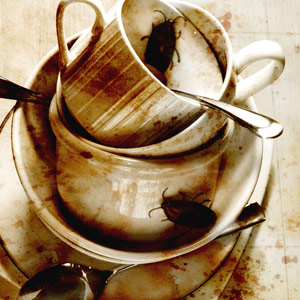 How to get rid of (most) office pests | News24