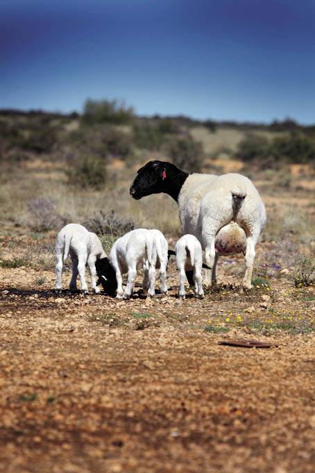Waarom word ekstensief met Dorpers geboer? | Landbou