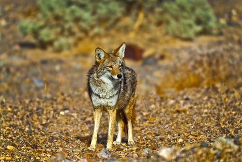 Photos: Top 10 fastest land mammals | News24