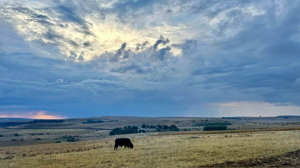 Mening: Hou op droom van ’n plaas sonder baas | Landbou