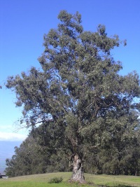 Eucalyptus | News24