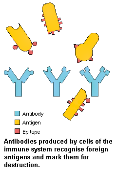 Antibodies | Life