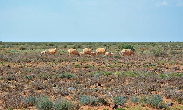 ’n Plan om veld en vee te laat herleef | Landbou