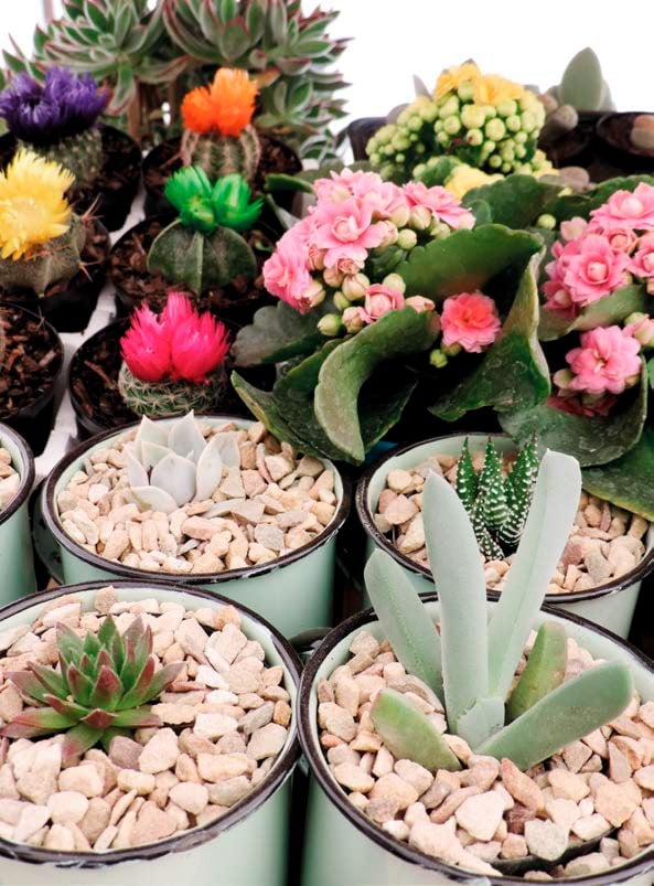 Varulvetennimplantater