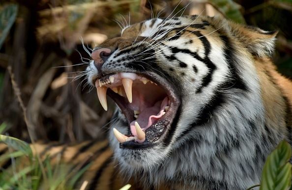 PICS: These 10 incredible creatures are on the brink of extinction | News24