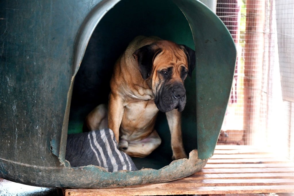 Ross, ’n jong, frisgeboude boerboel, is onlangs by die Wollies ...
