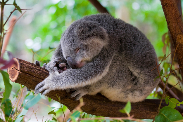 Lovelorn koala nabbed after zoo escape in hunt for mate | News24