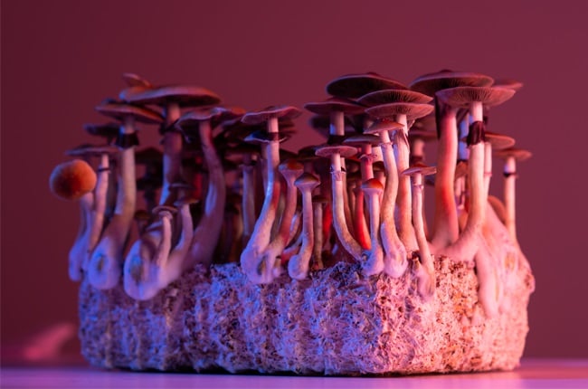 Brain-altering fungi could lead the next frontier in mental health care ...