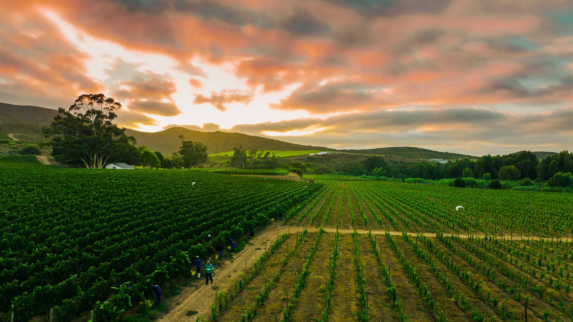 Plaaslike chardonnay sal jou verlei | Netwerk24