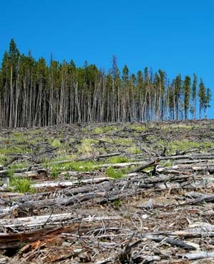 Brazil arrests 'Amazon's biggest deforester' | News24