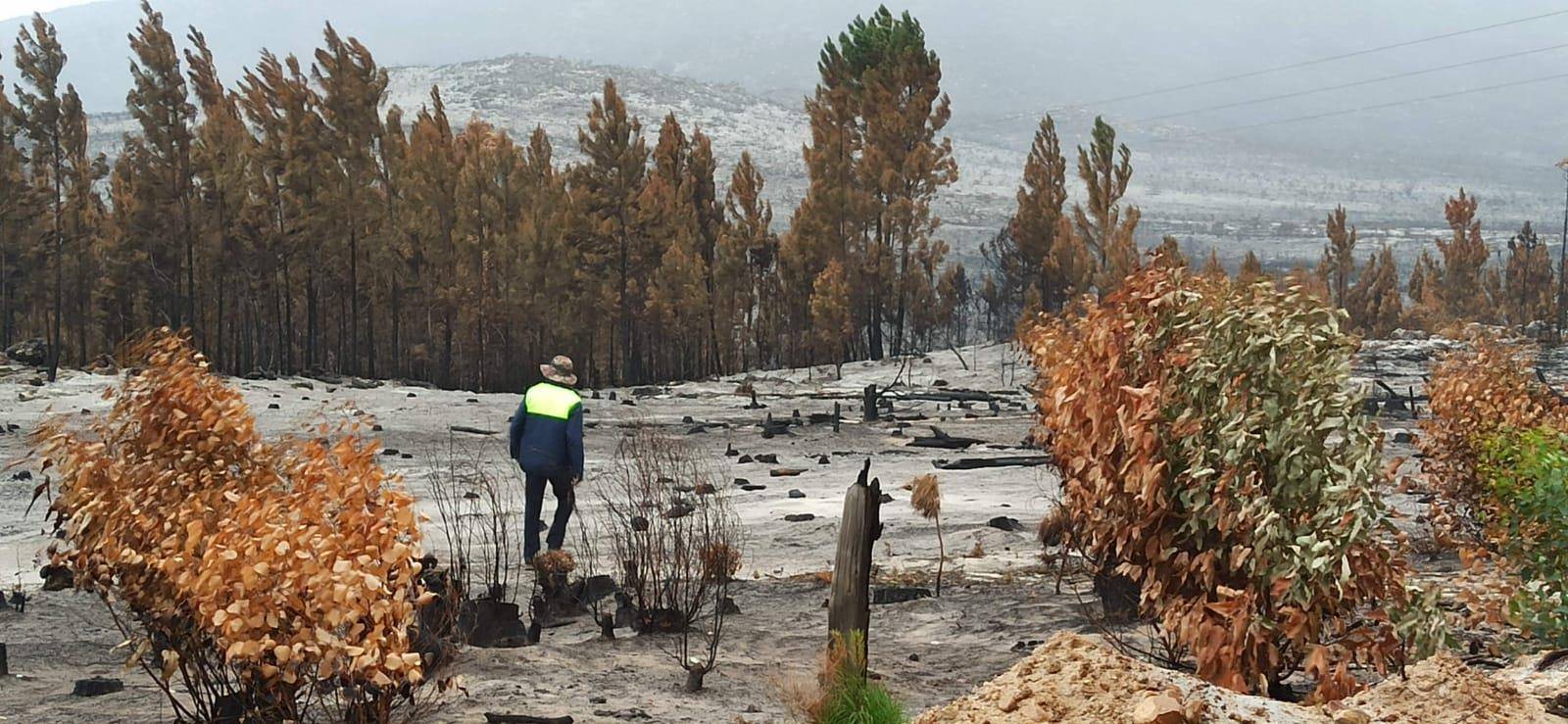 Kleinmond-brand: DBV, hommeltuie soek na beseerde diere | Netwerk24