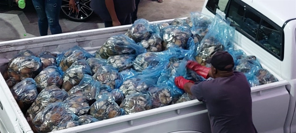 Western Cape abalone poaching gang turf murder trial resumes | News24