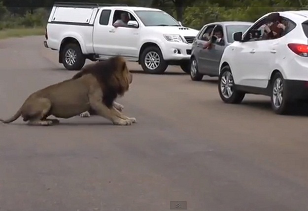 SANParks: Respect our animals | News24