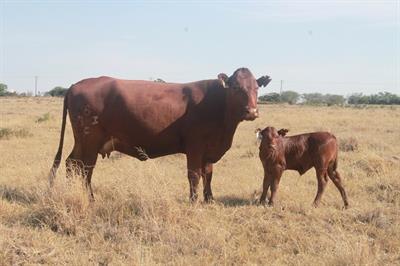 SA Stamboek behoort aan die bedryf | Landbou
