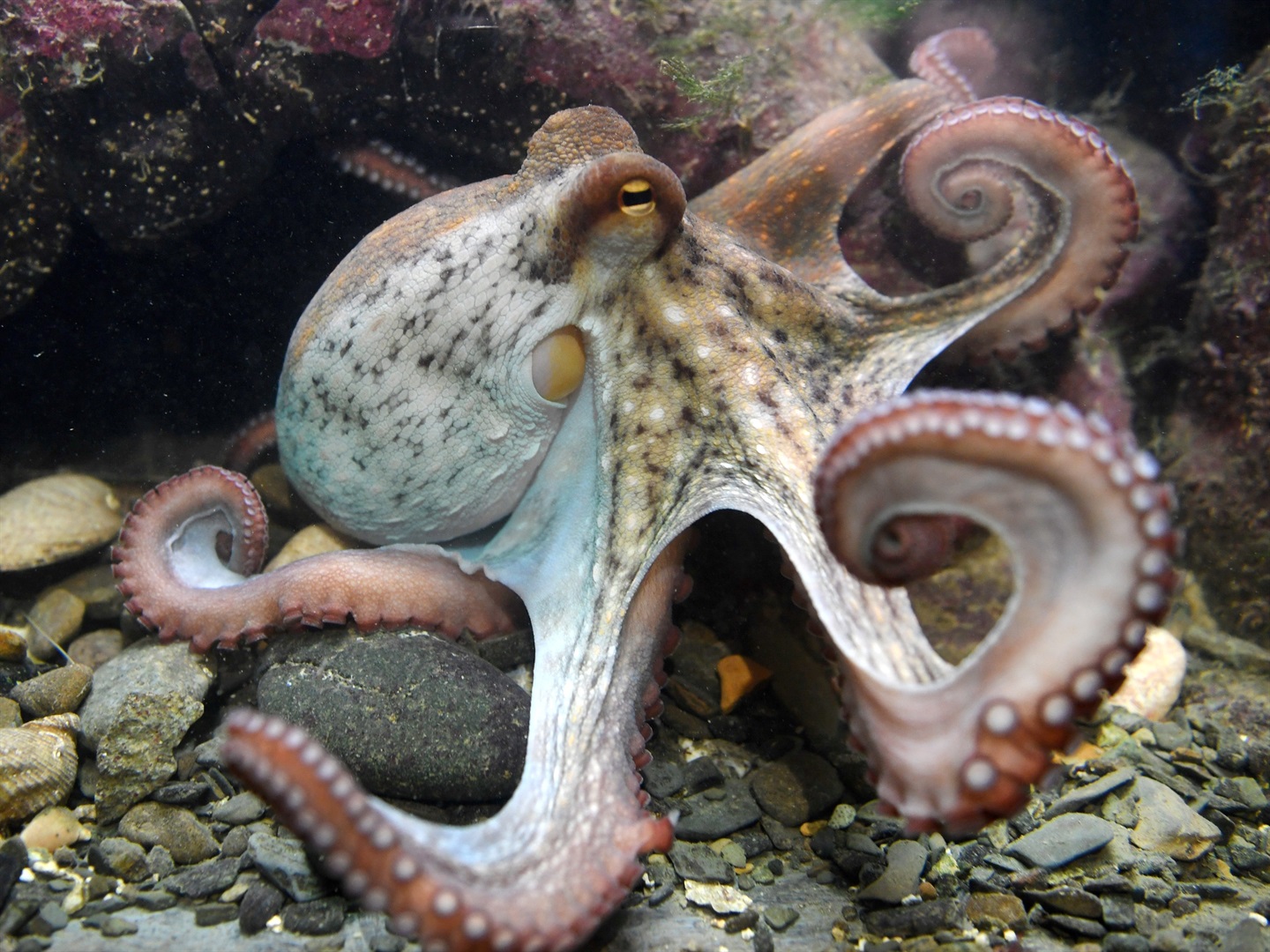 WATCH | Clingy octopus gives diver an underwater hug | Life
