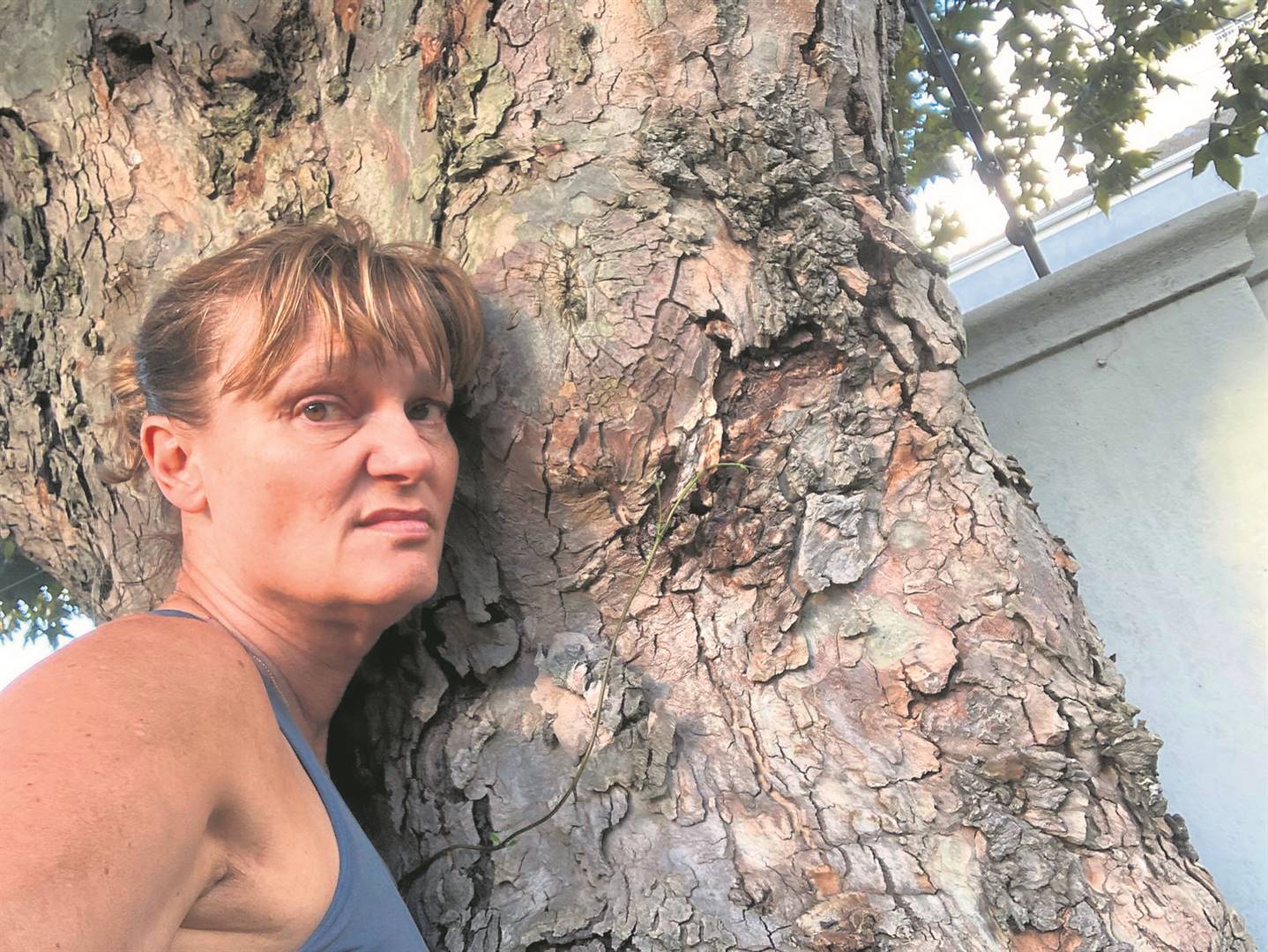 Polyphagous Shot Hole Borer: Impact of carnage on trees being felt | News24