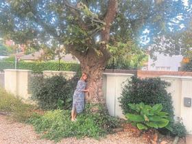 Polyphagous Shot Hole Borer: Impact of carnage on trees being felt | News24