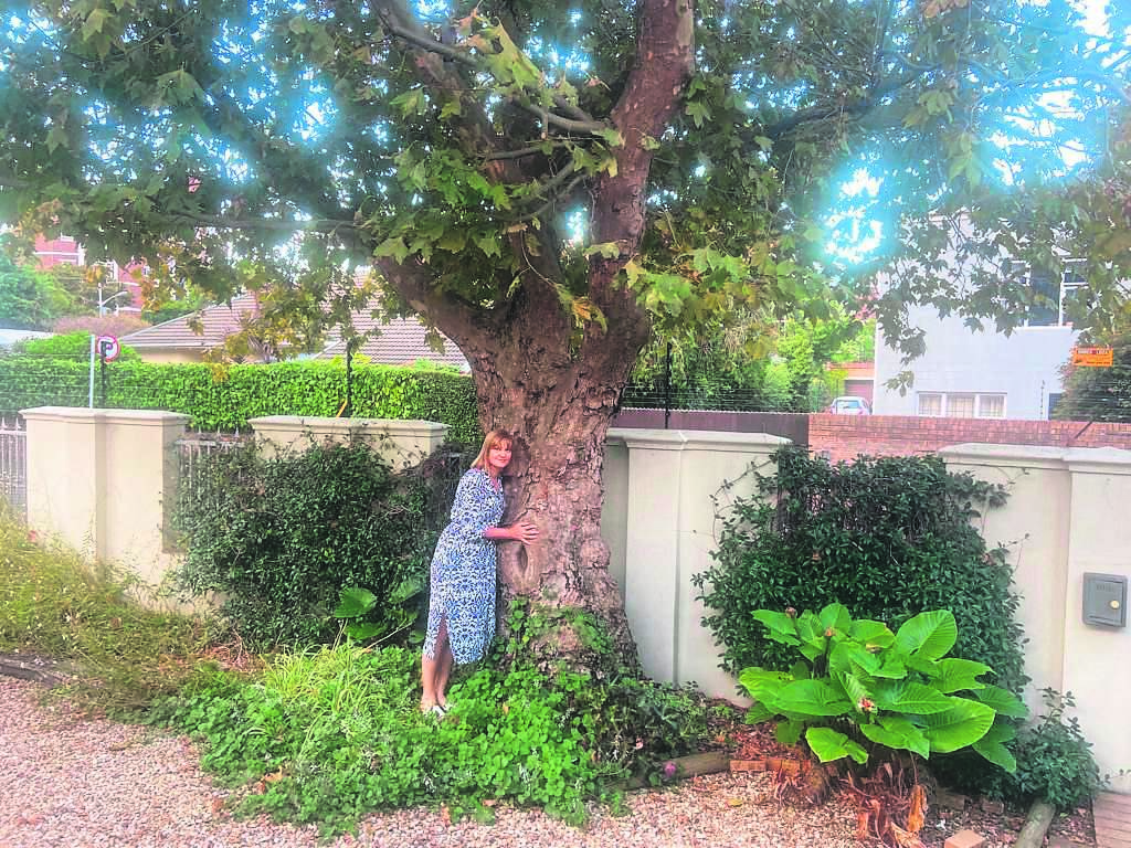 Polyphagous Shot Hole Borer: Impact of carnage on trees being felt | News24