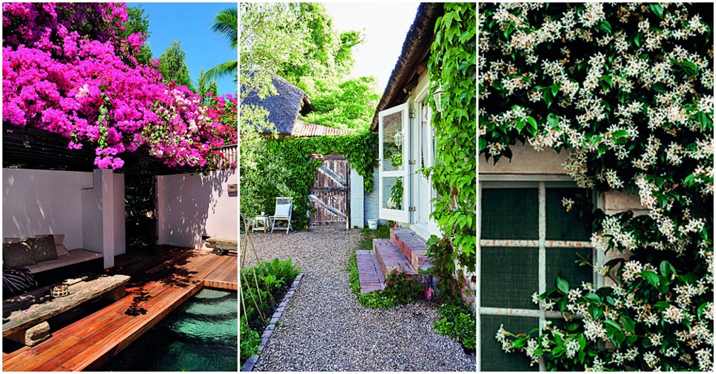 Kleef, klouter en slinger: 5 pragtige plante om jou tuin te verfraai ...