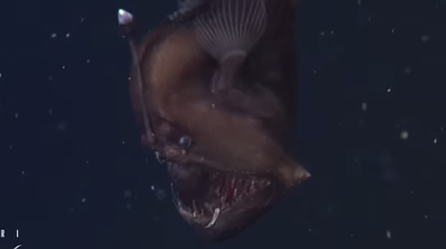 Never-before-seen footage of an ancient sea creature | News24