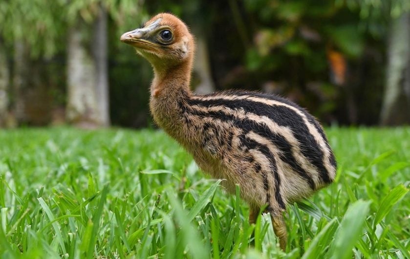 Wyle Steve Irvin se Australia Zoo in Queensland het weer geskiedenis ...