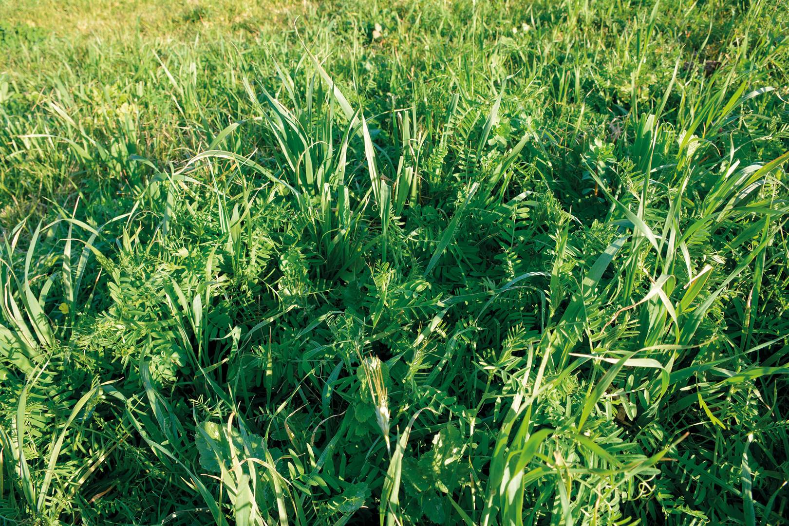 Weiding en bewaringsboerdery: Laat grond só herleef | Landbou