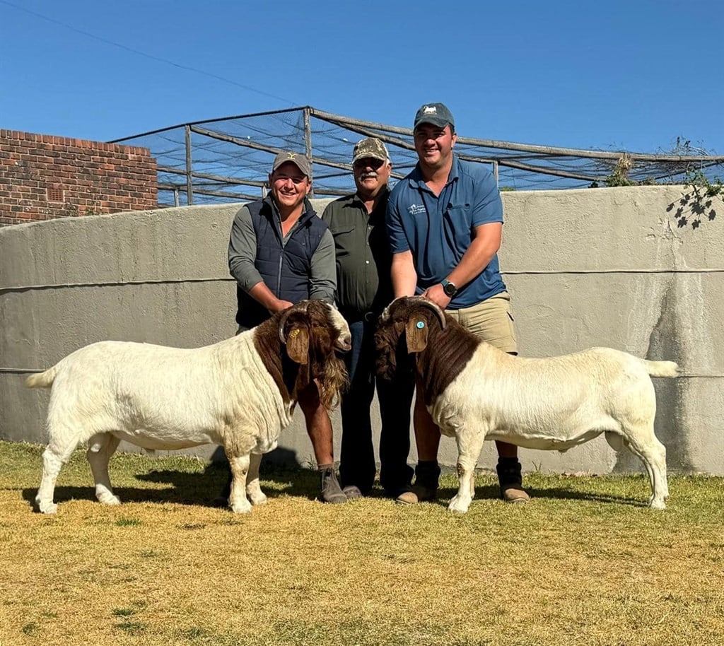 Goeiste, wat ’n rekord! Twee ramme behaal R1 miljoen elk | Landbou