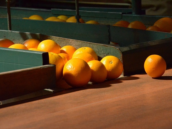 EU-regulasies: Gevalle van swartvlek is ‘vals positiewe’ | Landbou