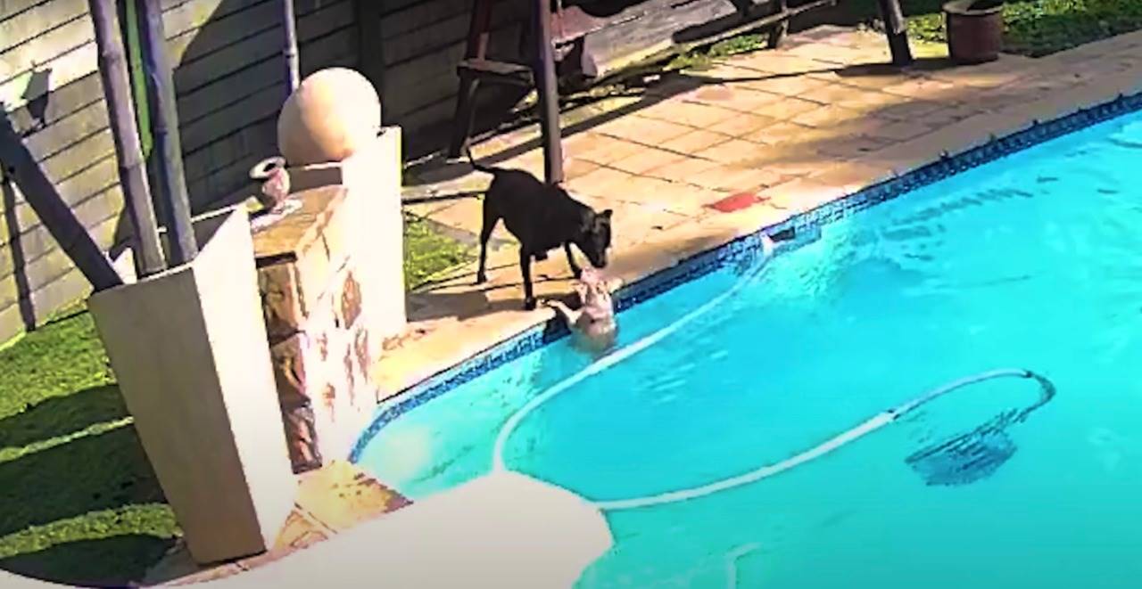 Staffie kry hondemaat uit swembad gered ná 34 minute | Netwerk24
