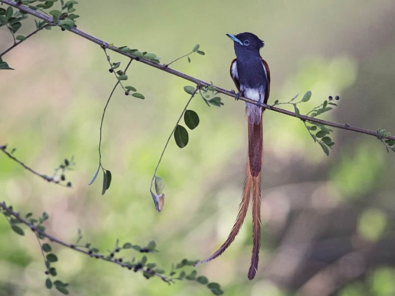 Birds: In praise of the paradise-flycatcher | News24