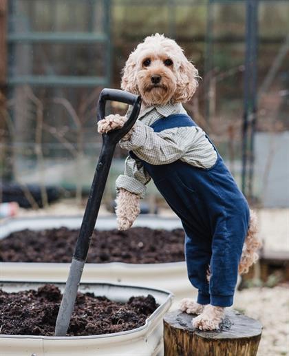 PHOTOS | From construction worker to bouncer - this dressed up doggy ...