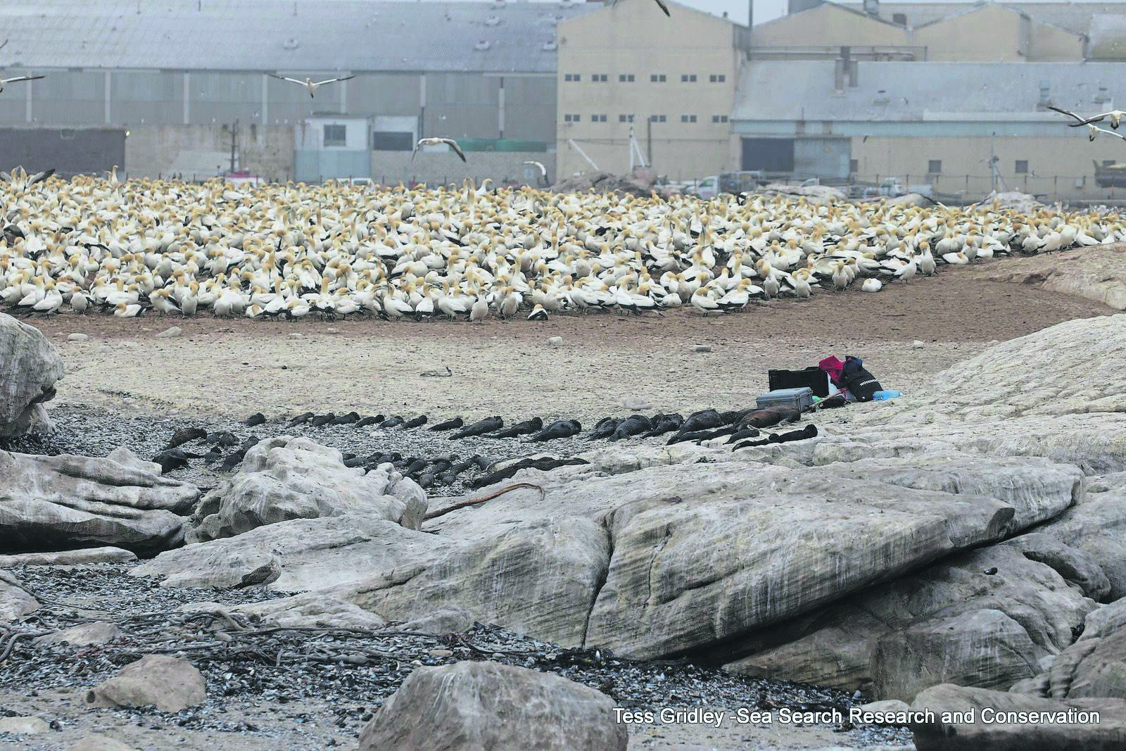 Malnutrition the cause of dead seals | Netwerk24