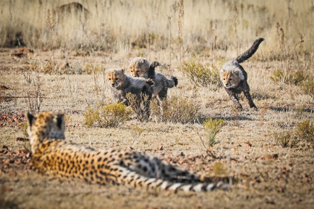 WATCH | Free State game reserve welcomes three cheetah cubs | News24