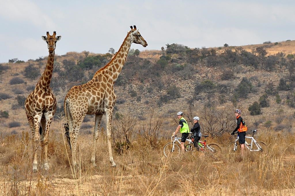Vet pret in Pretoria | Netwerk24