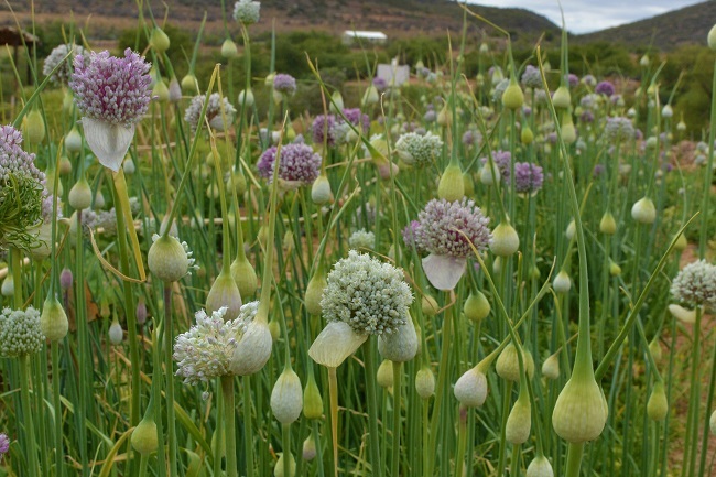 JOU MENING | Dis lente . . . | Landbou