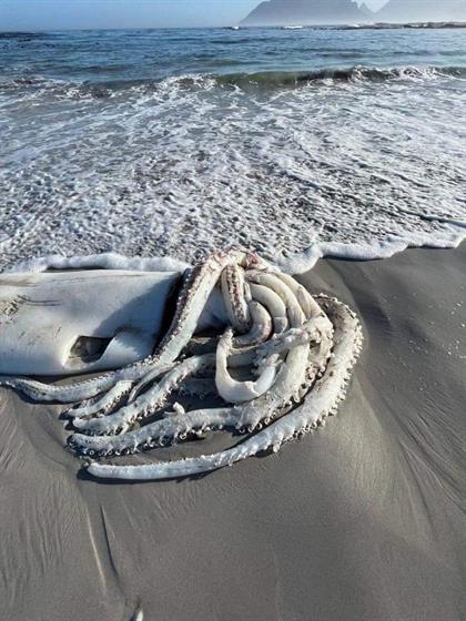 PICS | Massive squid washes up on Cape Town beach - What's On In Cape Town