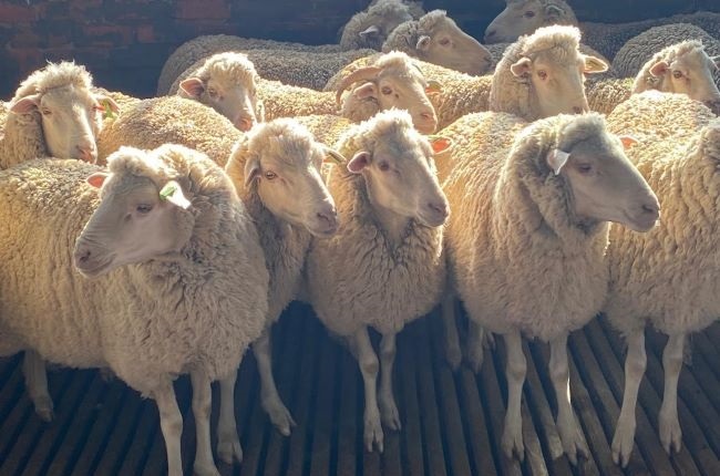 Kayalami Merino-ooiveiling: ‘100% uitverkoop in taai mark’ | Landbou