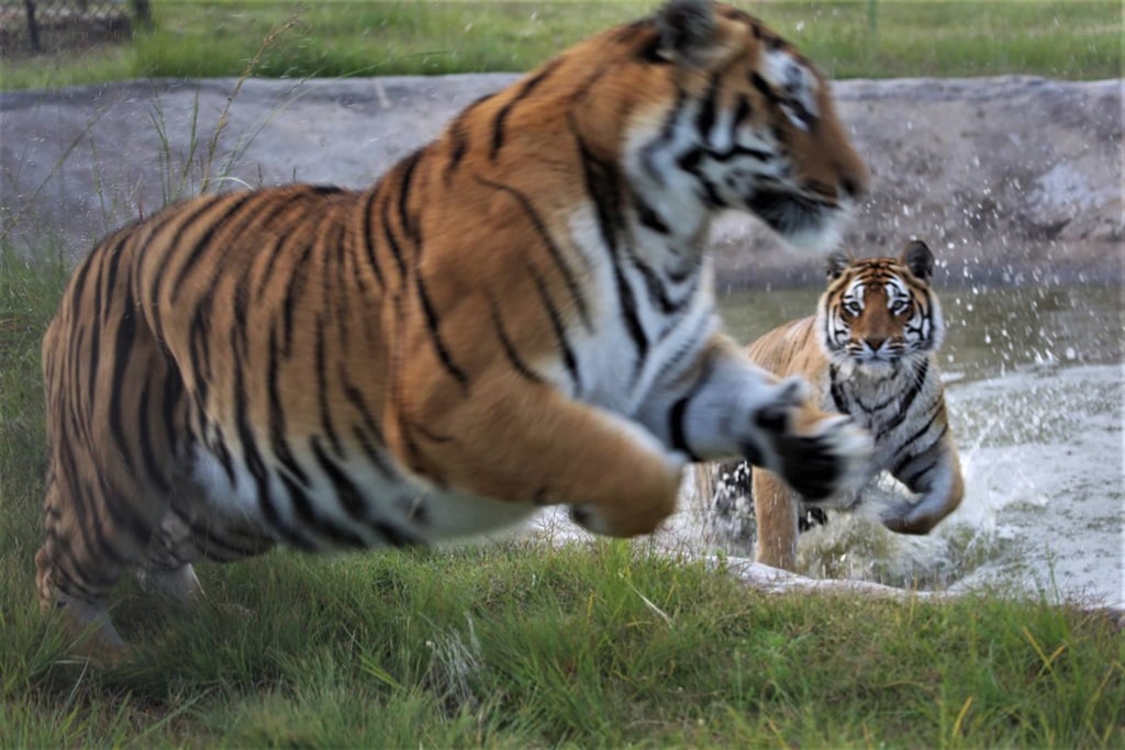 Shevar en Sharukh, Bengaalse tiere wat 2 jaar gelede uit die eertydse ...