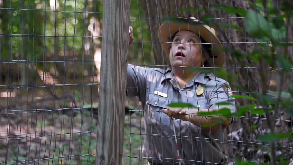 Oh, deer: 'Bambi' is increasingly unwelcome as deer threaten US forest ...