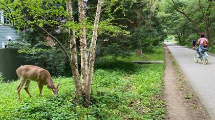 Oh, deer: 'Bambi' is increasingly unwelcome as deer threaten US forest ...