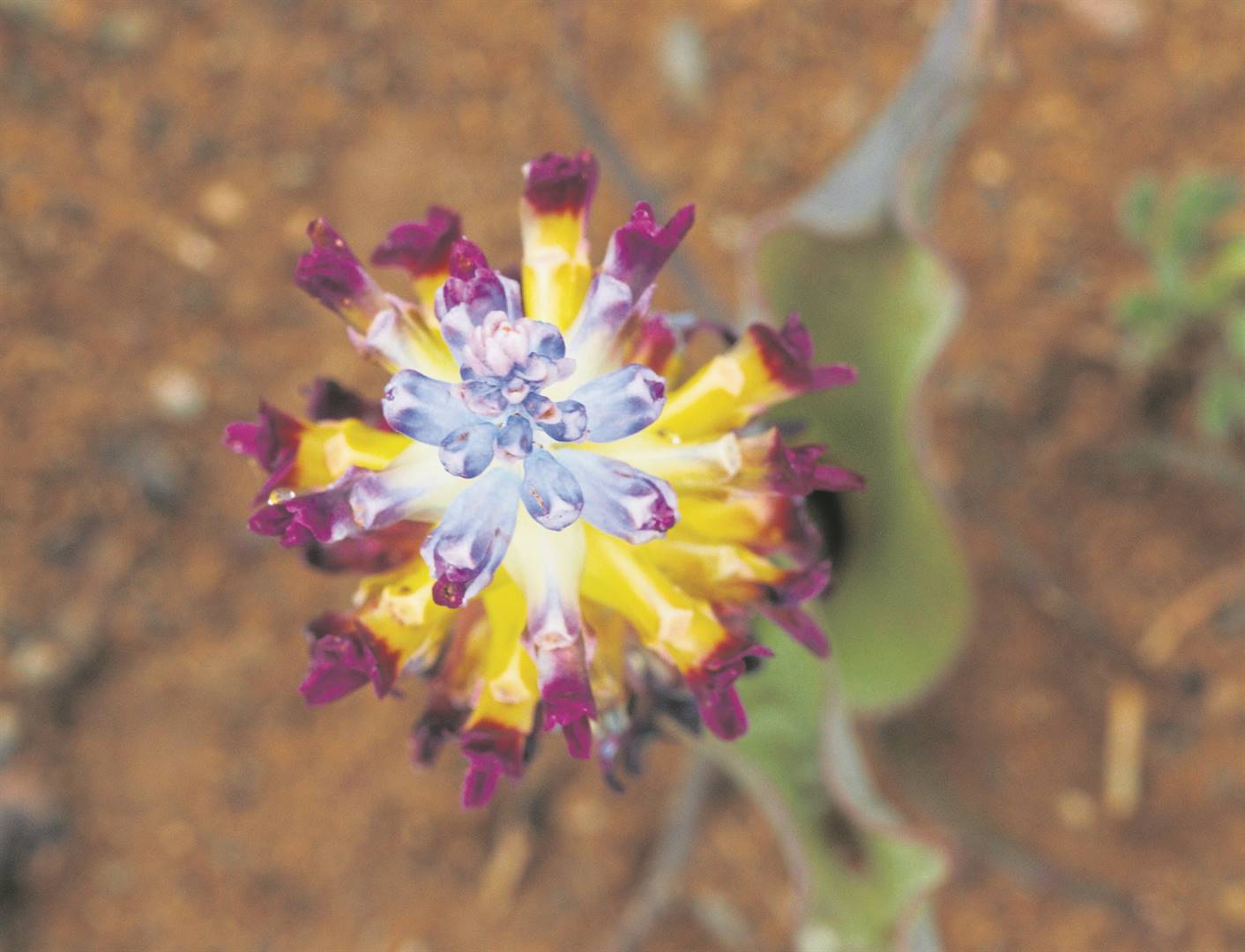 Wenke vir jou blomtoer | Netwerk24