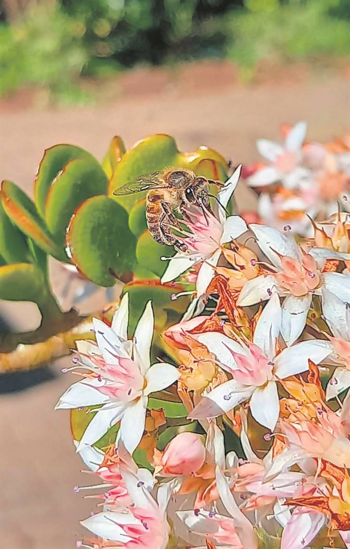 ‘Outydse plante’ nou gesog | Netwerk24