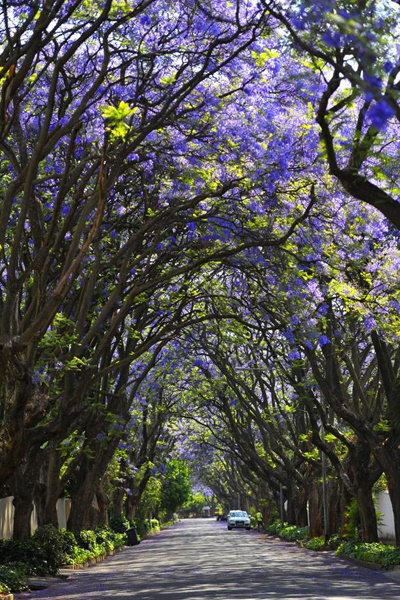 Photo Story: The annual invasion of the jacaranda blooms turns Gauteng ...