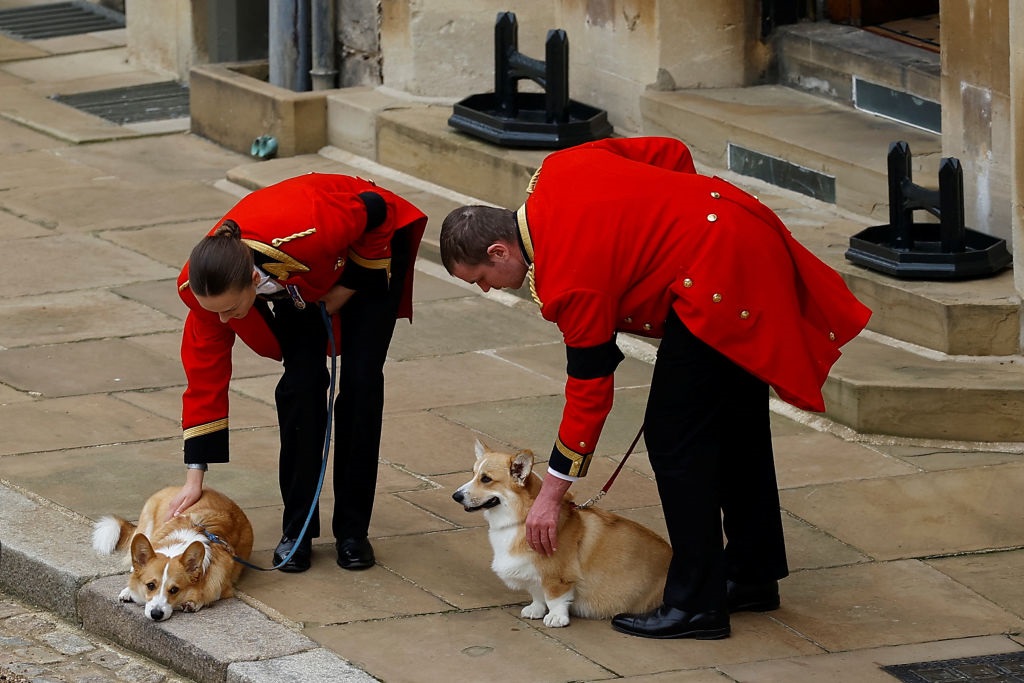 Sarah Ferguson shares update on the queen's beloved corgis | News24