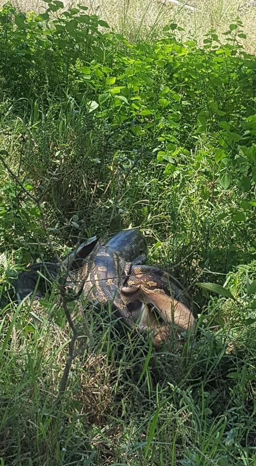 KYK: 4 m lange luislang in die gras – met 'n bok in sy bek!