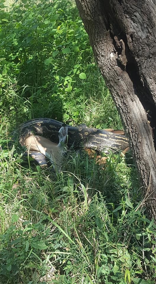 KYK: 4 m lange luislang in die gras – met 'n bok in sy bek!