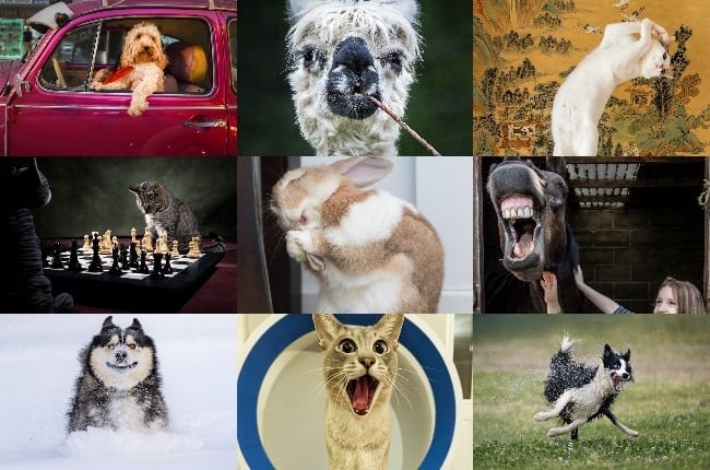 Silly Zoo Animal Faces
