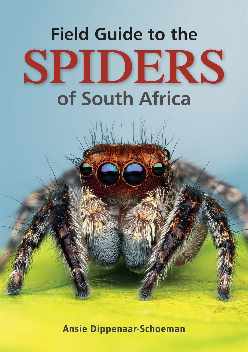 Alles te leer oor Suid-Afrika se spinnekoppe | Landbou