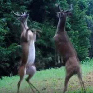 WATCH: Rare sighting of deer on hind legs in punching match | News24